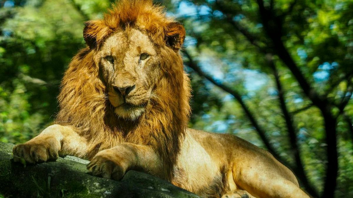 Which Big Cat Matches Your Personality? | Zoo