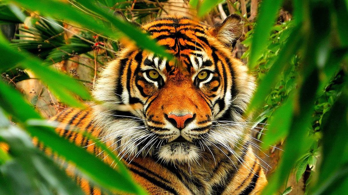 What Killer Beast Are You Based on Your Myers-Briggs Personality Type ...
