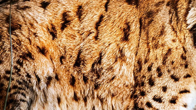Can You Identify This Mammal From an Extreme Close-Up of Its Fur ...