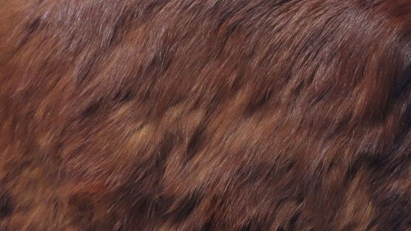 Can You Identify This Mammal From an Extreme Close-Up of Its Fur ...