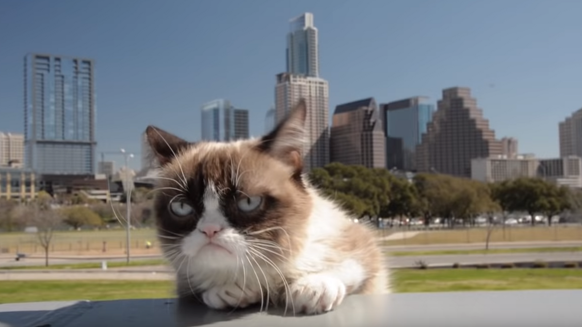 What % Grumpy Cat Are You? | Zoo