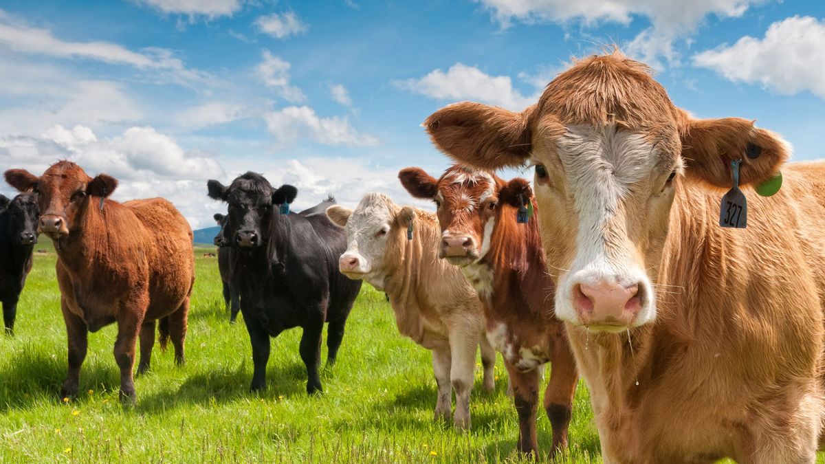 How Many Cattle Breeds Can You Identify? | HowStuffWorks
