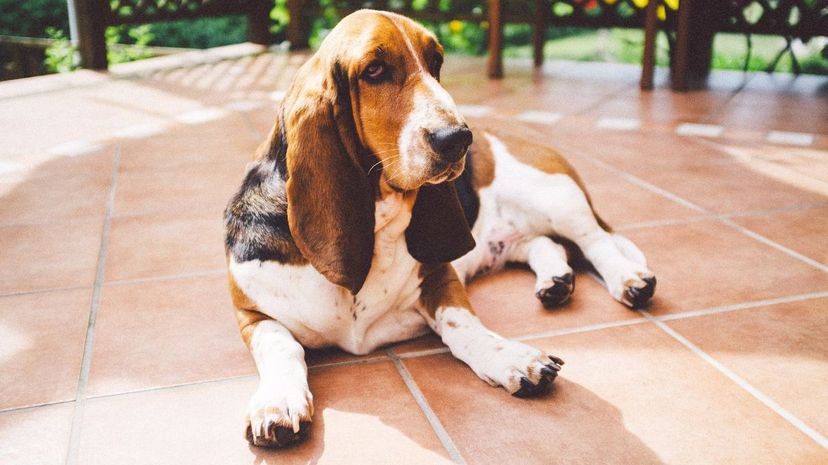 Why Do Basset Hounds Have Webbed Feet