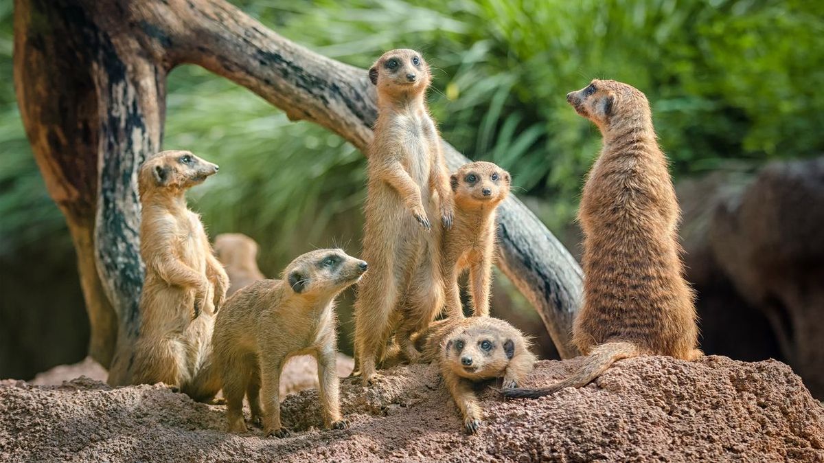 Can You Identify These Animals You'd Find in a Zoo? | Zoo