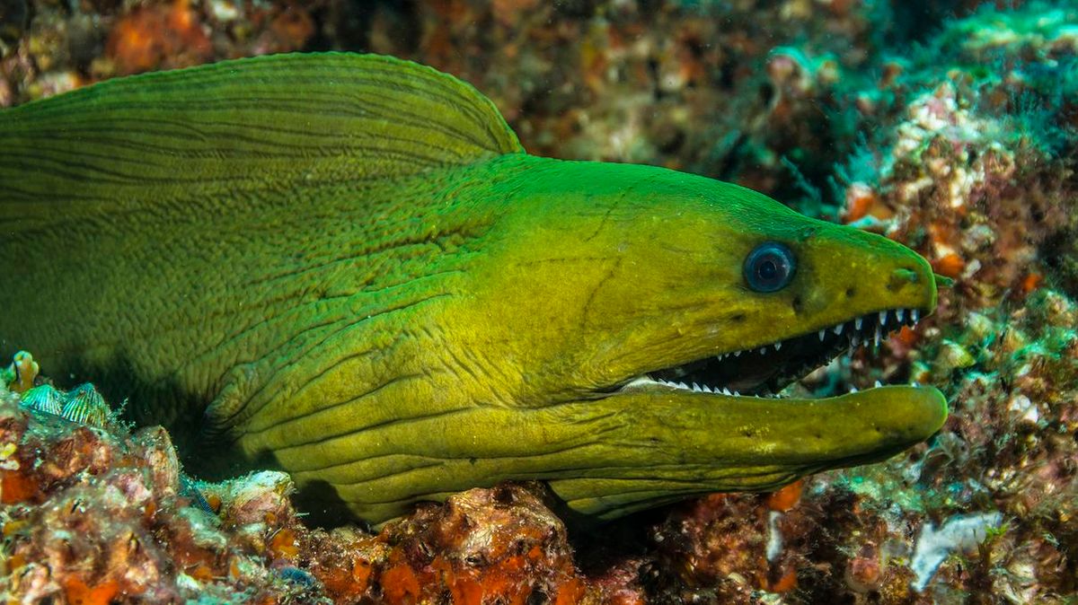 Can You Identify All These Deep Sea Creatures? | Zoo