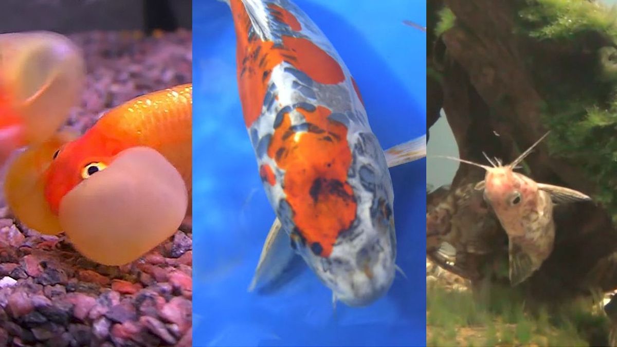 93% of People Can't Name all of These Common Aquarium Fish From a Photo ...