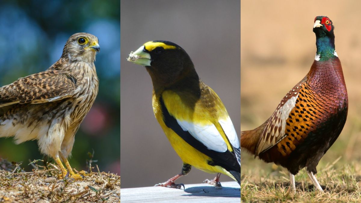 98% of People Can't Guess These 50 Bird Species From Just One Image ...