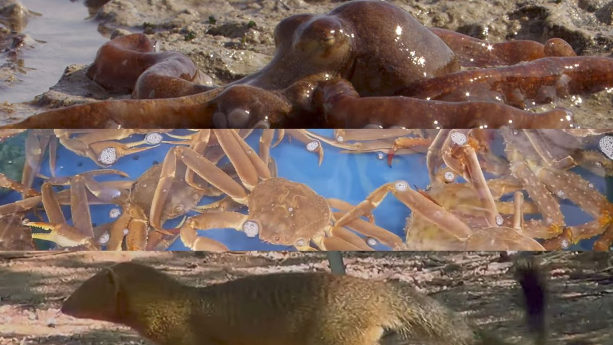 Do You Know How Many Legs These Animals Have? | Zoo