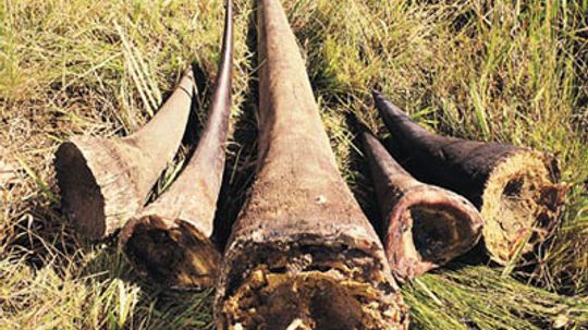 Traditional Hunting Methods | MapQuest Travel