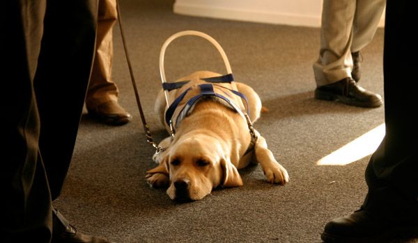 How Police Dogs Work | HowStuffWorks