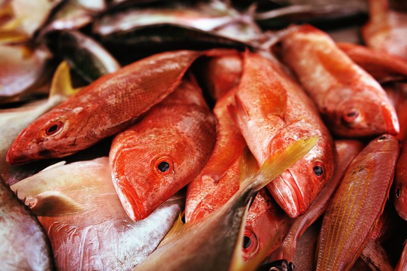 Introduction to the Redfish Spawn | MapQuest Travel