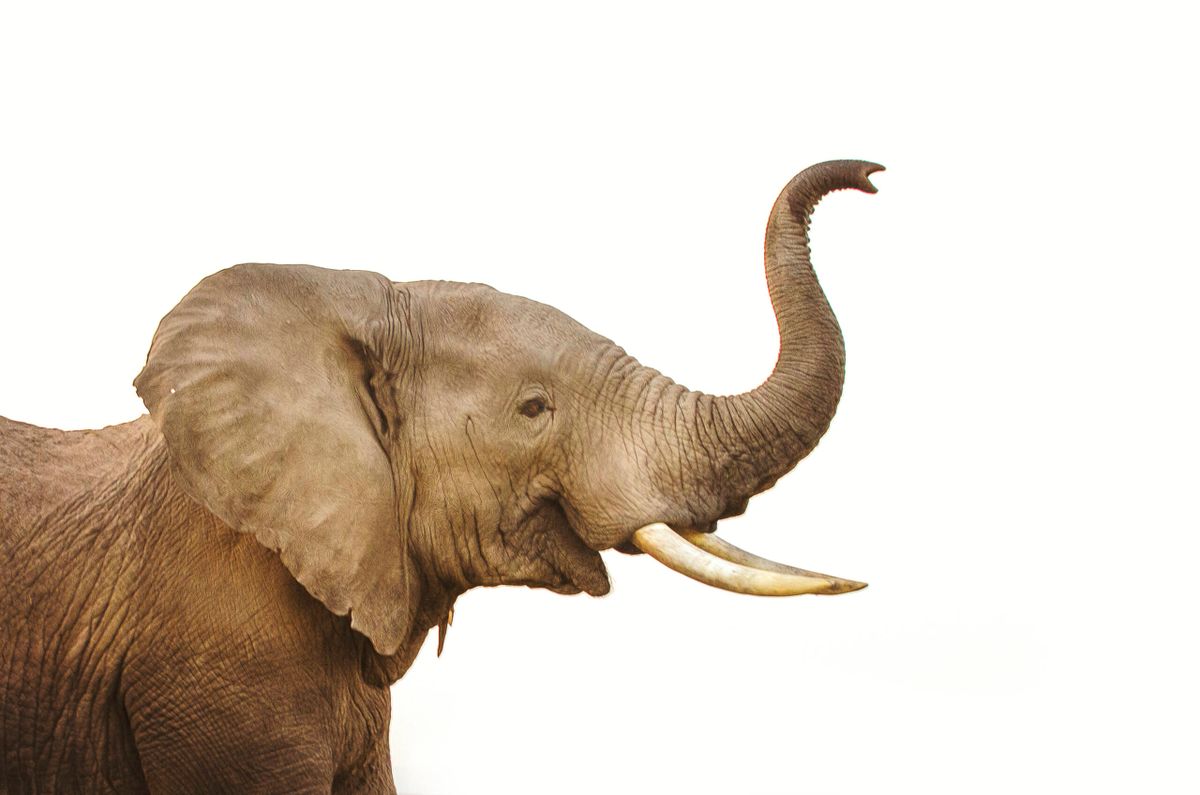 Philadelphia Zoo Elephant Exhibit Closure | MapQuest Travel