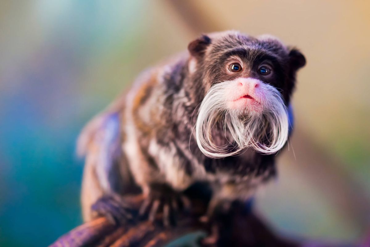 World's 6 Strangest Animals (And Where to Find Them) | MapQuest Travel