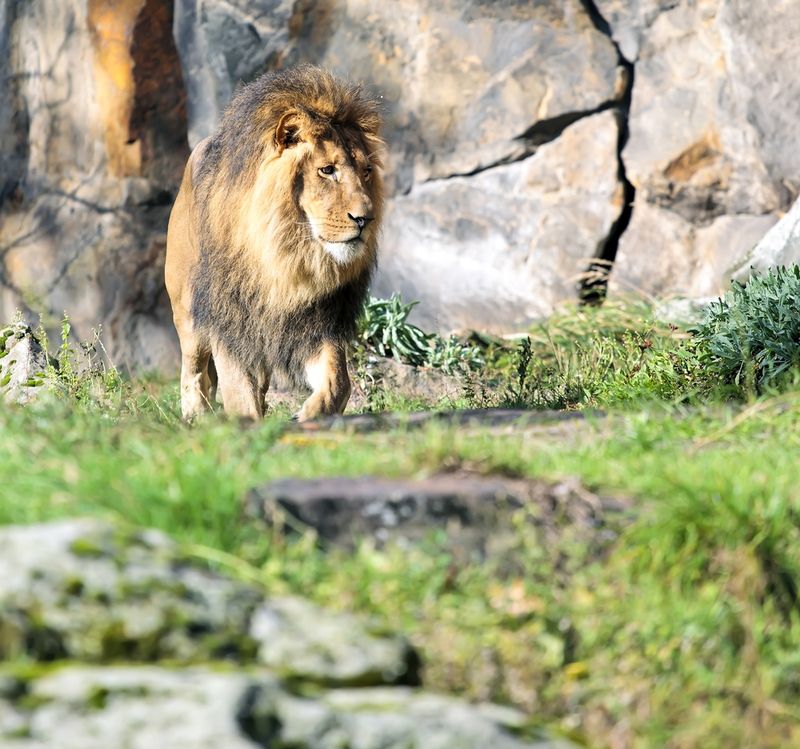 The Best & Most Fascinating Zoos in the World | MapQuest Travel