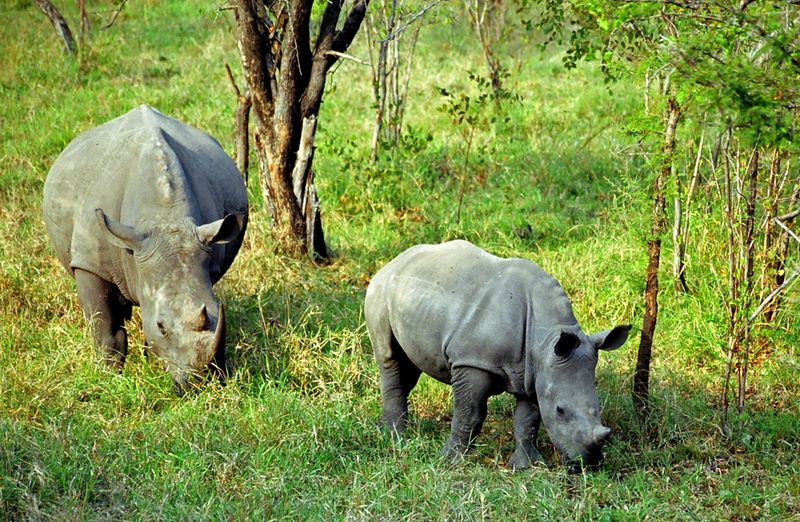 The Best & Most Fascinating Zoos in the World | MapQuest Travel