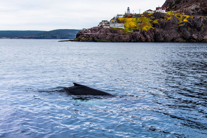 The Best Things to See and Do in Newfoundland | MapQuest Travel