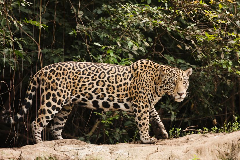 Experiencing the Big Cat Life: A Travel Guide to Serengeti and Beyond ...