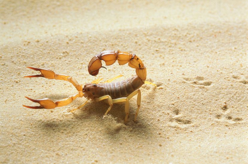 The 14 Most Dangerous Animals in the World | MapQuest Travel