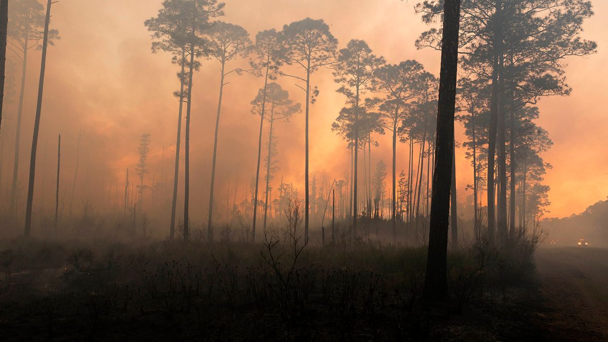 Swamps and Wildfires: A Dangerous Combination | HowStuffWorks