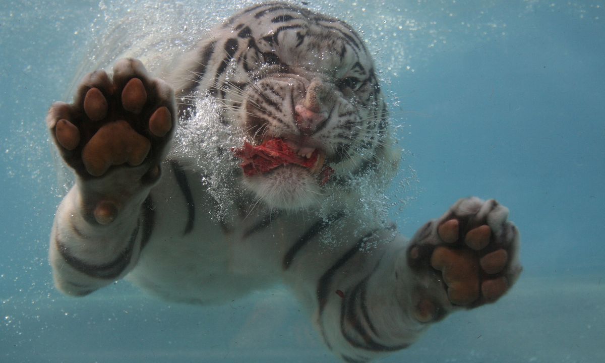 Bengal Tiger Swimming Underwater