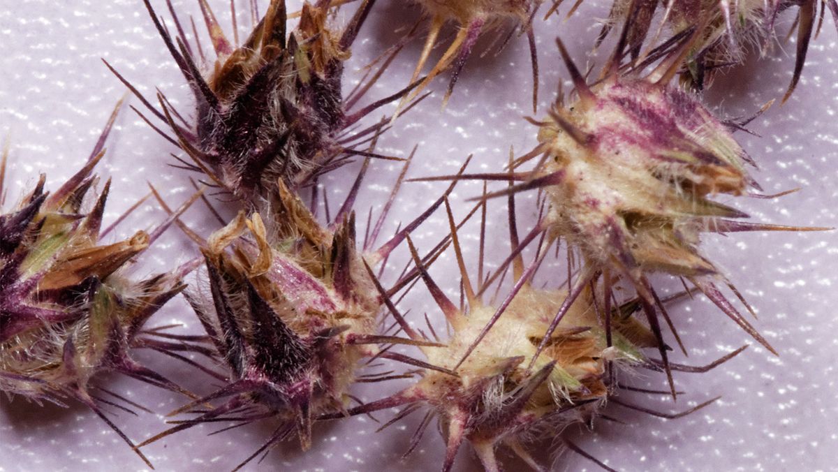 Sandspurs: The Spiky Scourge of Feet and Lawns | HowStuffWorks