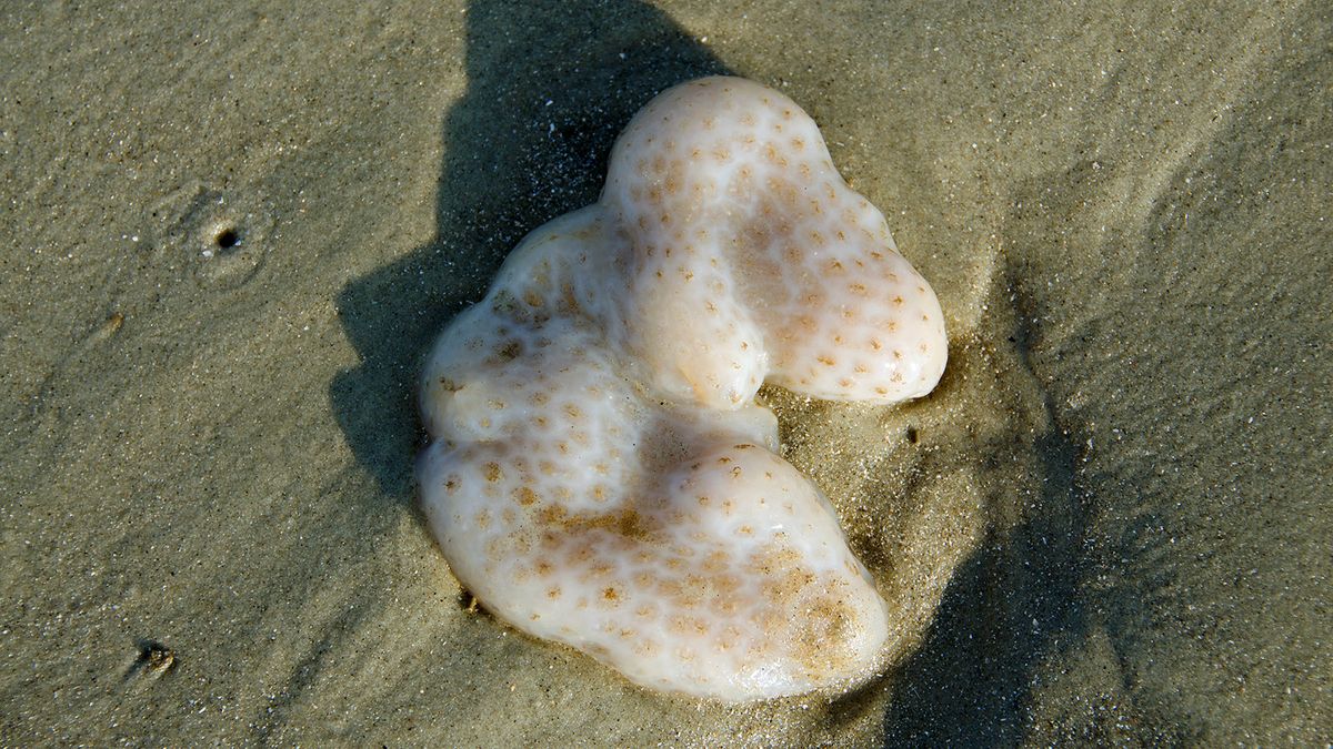 Yellow Blobs On Beach