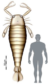 Is an ancient sea scorpion the largest bug ever to live on Earth ...