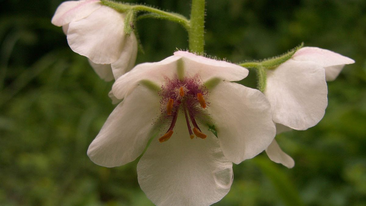 142-year-old Seed Experiment Continues to Amaze | HowStuffWorks