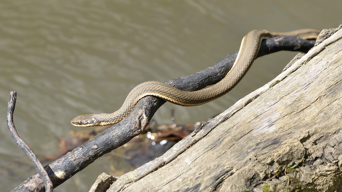 Queen Snake: Not Regal But as Picky as Royalty | HowStuffWorks