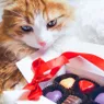 Can Cats Eat Chocolate in Any Form?