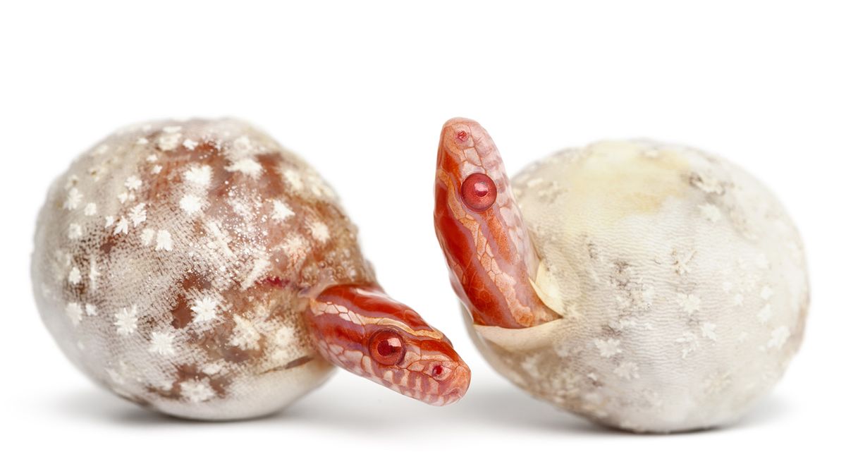 Pink Snake: Rare in the Wild, Relatively Common in Captivity ...