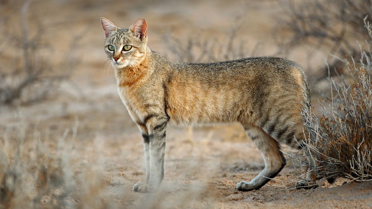 Where Did Cats Originate From? How Cats Came to Tolerate Humans ...