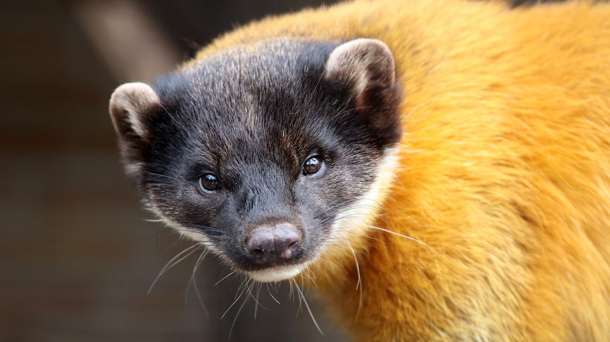 14 Animals That Start With 'Y': From Yeti Crabs to Yorkie Poos ...