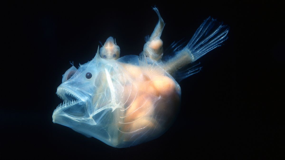 10 Scariest Fish Lurking in Rivers, Deep Ocean Waters, and Shells ...
