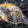 Yes, the Bobbit Worm Is Real and Somewhat Terrifying