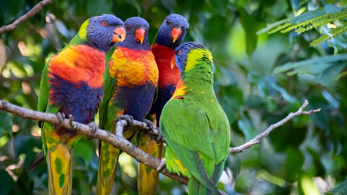What Is a Group of Parrots Called? Way More Chaotic Than 'Flock ...