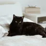 Why Is My Cat Peeing on My Bed?