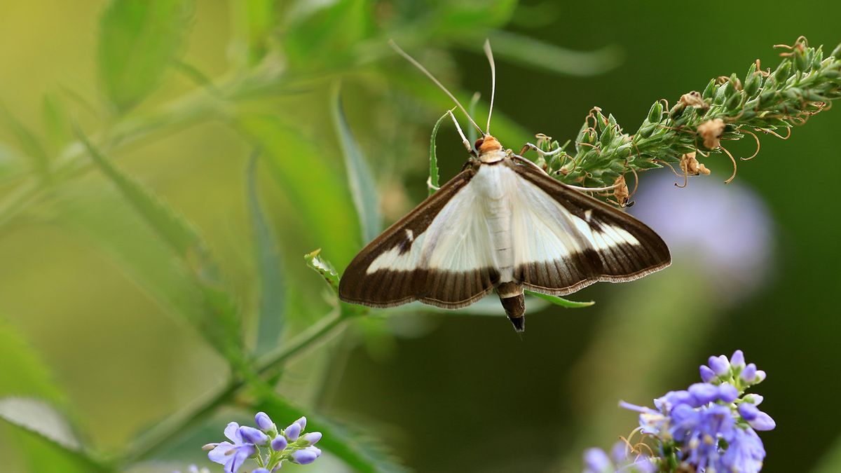 10 Types of Moths: Scratching the Surface of 160K Moth Species ...