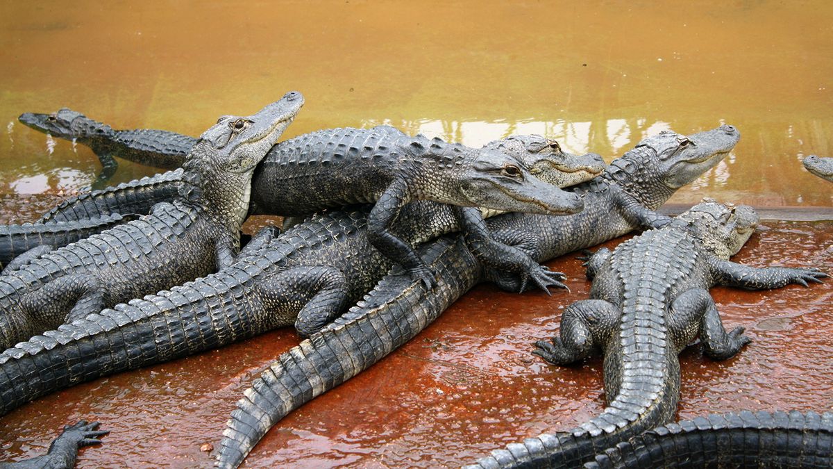 What Is a Group of Alligators Called? It Sounds Surprisingly Formal ...