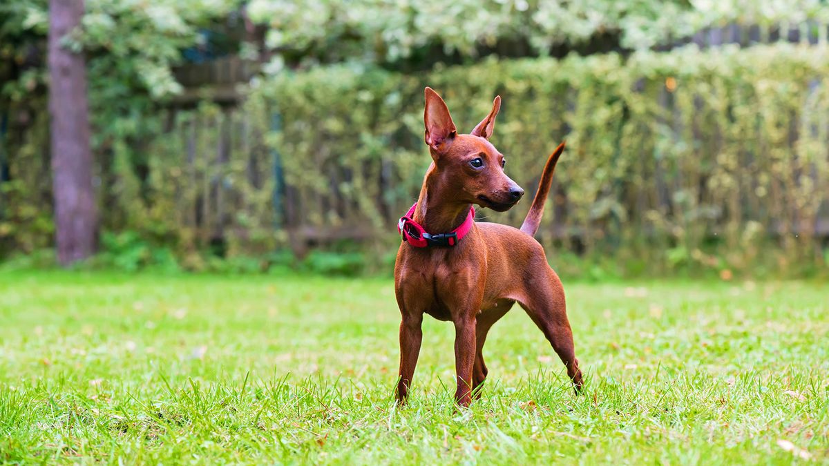 10 Cutest Dog Breeds to Melt Your Heart and Warm Your Soul | HowStuffWorks