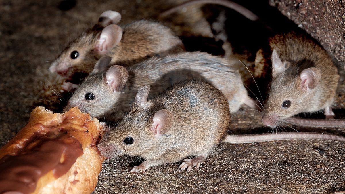 What Is a Group of Mice Called? Not Always a Colony | HowStuffWorks