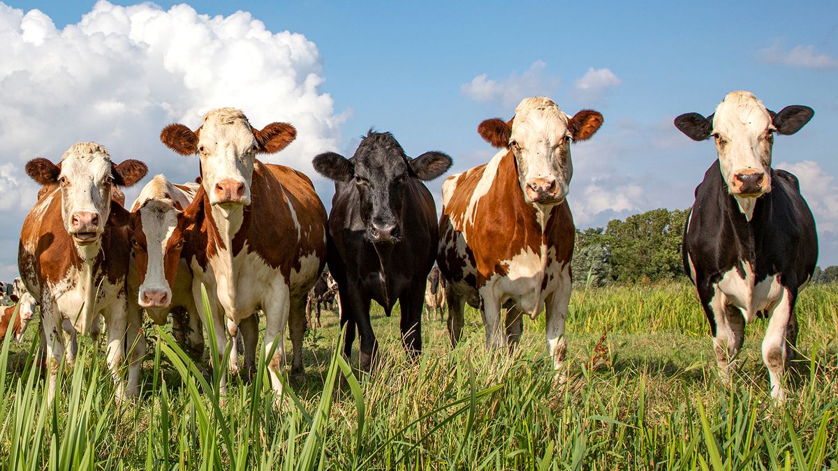 What Is a Group of Cows Called? Not Always a Herd | HowStuffWorks