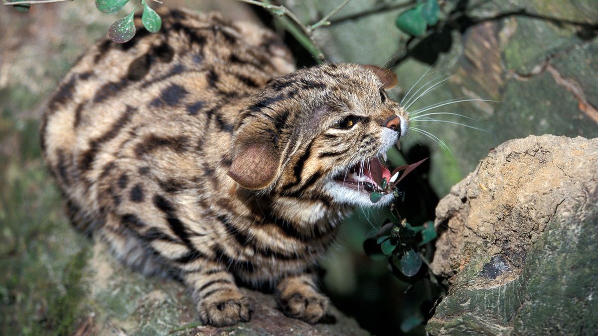 Black-footed Cat: A Tiny and Ferocious Predator | HowStuffWorks