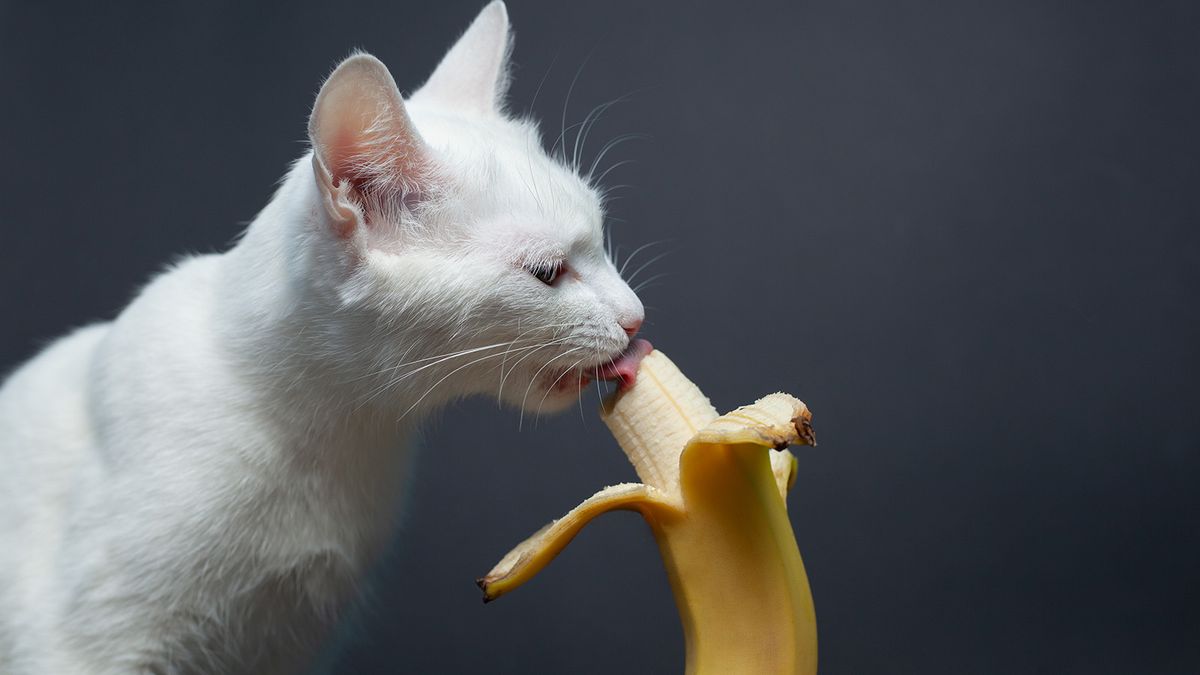 Can Cats Eat Bananas? How Much Banana Is Safe for a Cat? | HowStuffWorks