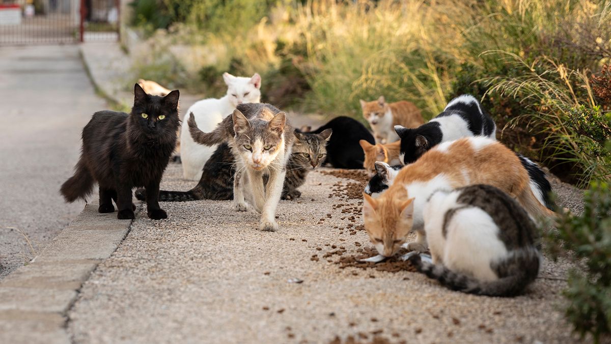 What Is a Group of Wild Cats Called? Depends on the Type of Cat ...