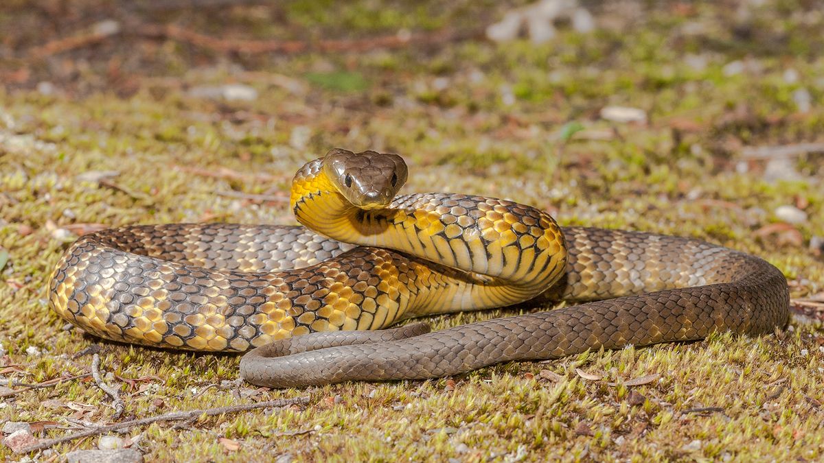 The Tiger Snake Has a Vicious Bite to Subdue Prey | HowStuffWorks