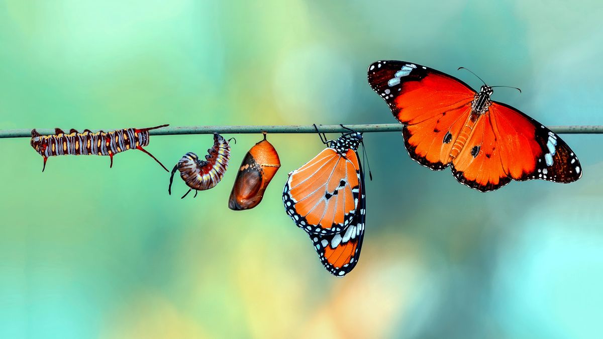 The Butterfly Life Cycle: From Egg to Icon and Every Stage in Between ...