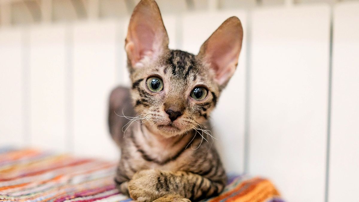 8 Ugliest Cats We Still Love Exactly as They Are | HowStuffWorks