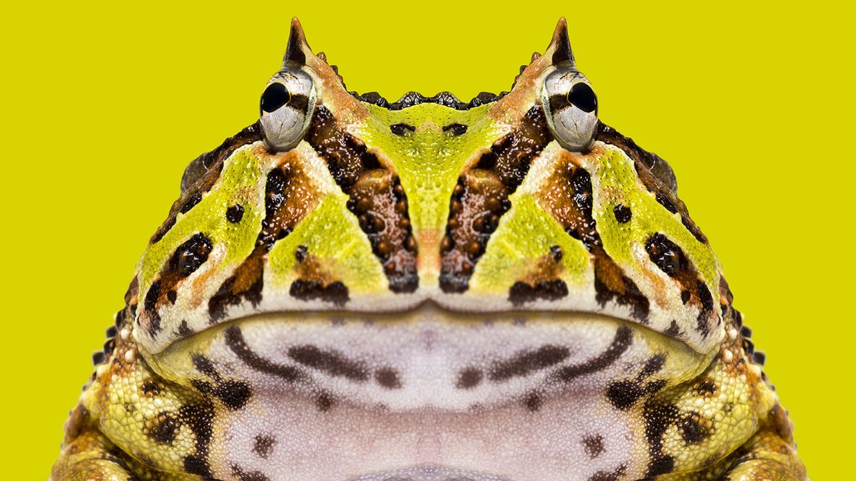 Horned Frog: A Snake-eating Ambush Predator With Tiny Teeth | HowStuffWorks