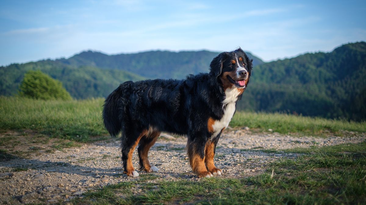 10 Least Aggressive Dog Breeds (Proper Training Required) | HowStuffWorks